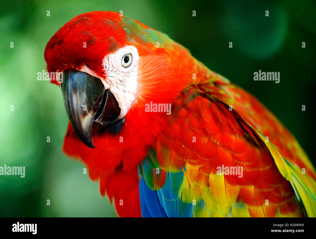 Parrot in Kuala Lumpur Bird Park, Malaysia Stock Photo - Alamy