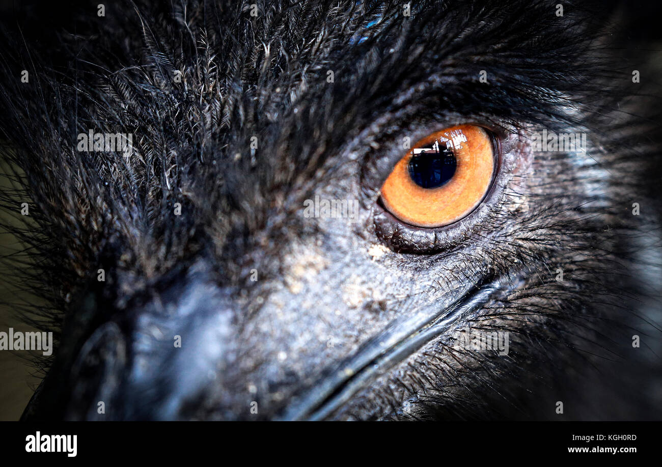 Parrots in kuala lumpur hi-res stock photography and images - Alamy
