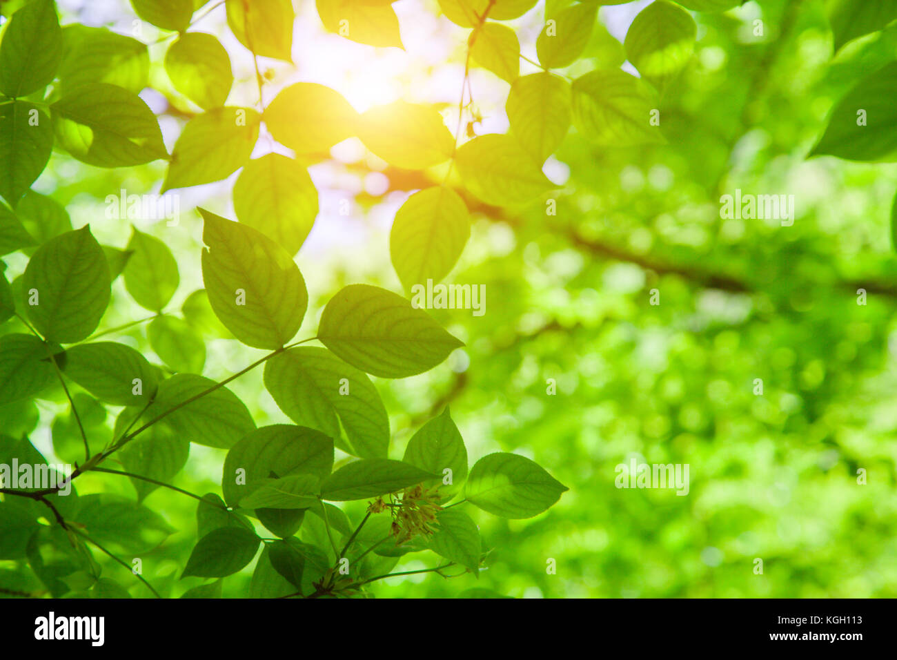 Green leaves and sun Stock Photo - Alamy