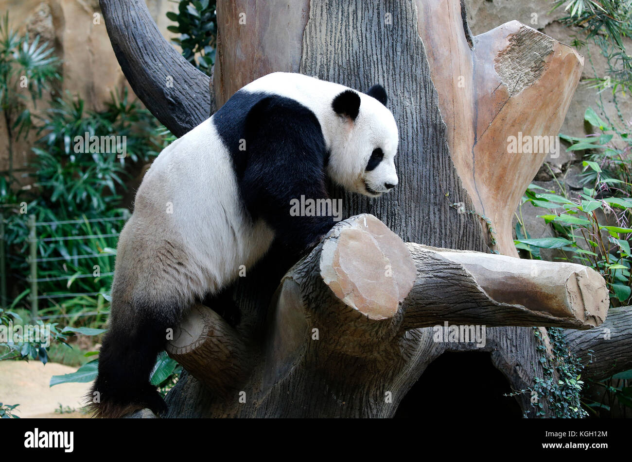 Panda climbing up the tree in National Zoo, Malaysia on October 31 ...