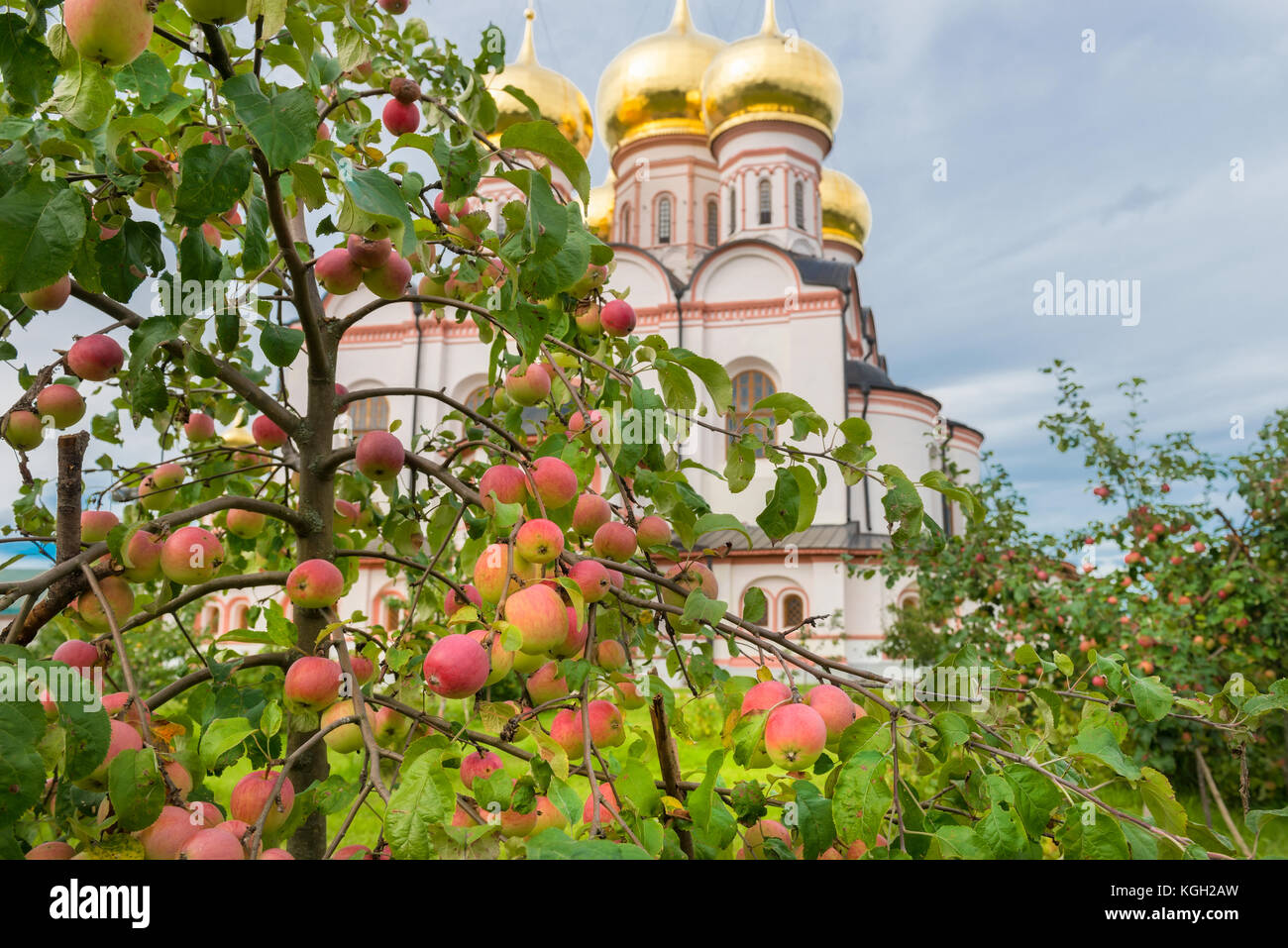 Apples in the garden The Valdai Iver Svyatoozersky Virgin Monastery ...