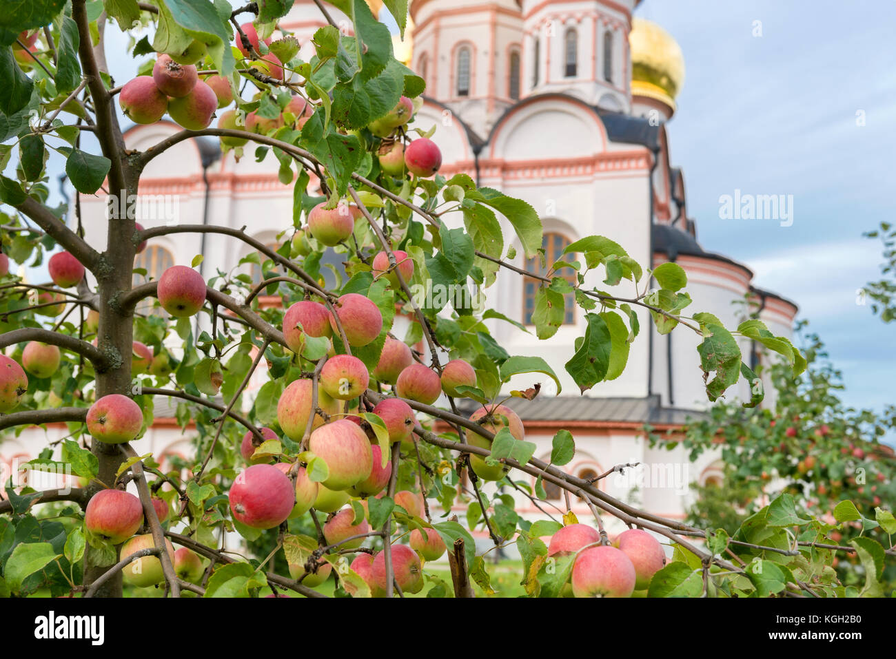 Apples in the garden The Valdai Iver Svyatoozersky Virgin Monastery ...