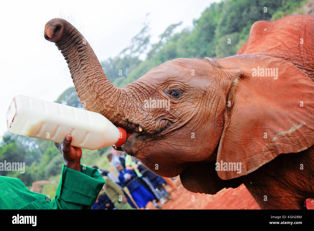 Close-up of guardian adult male african hand holding milk bottle and ...