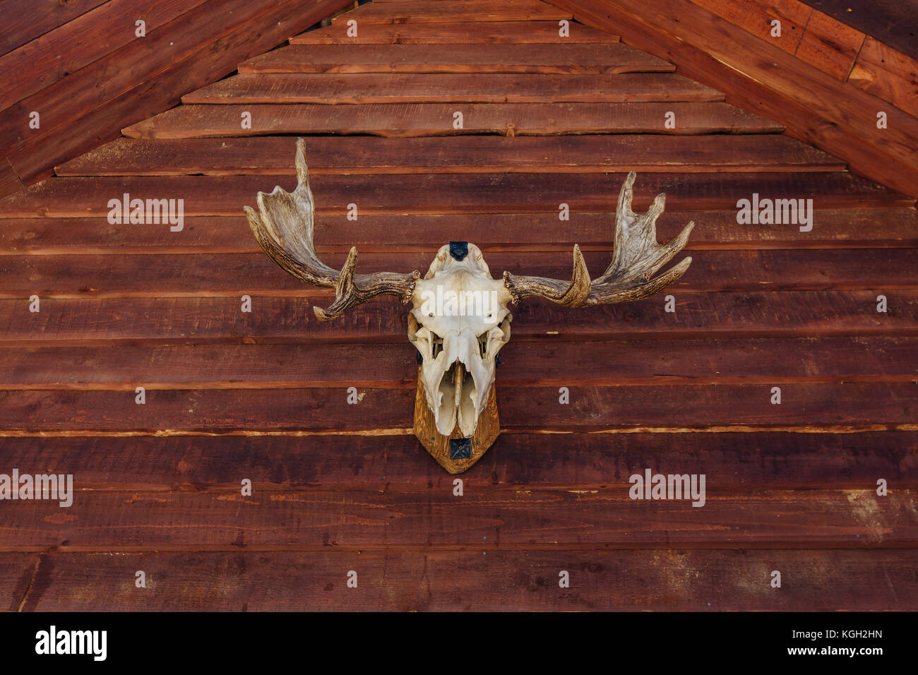 Skull of a moose on facade of the wooden house Stock Photo - Alamy