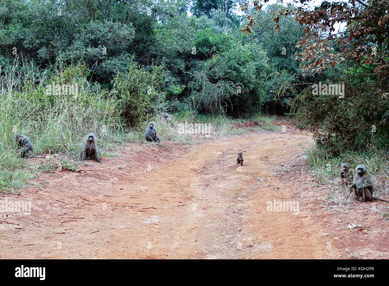 six monkeys sitting on the red earthy road surrounded by bush near ...