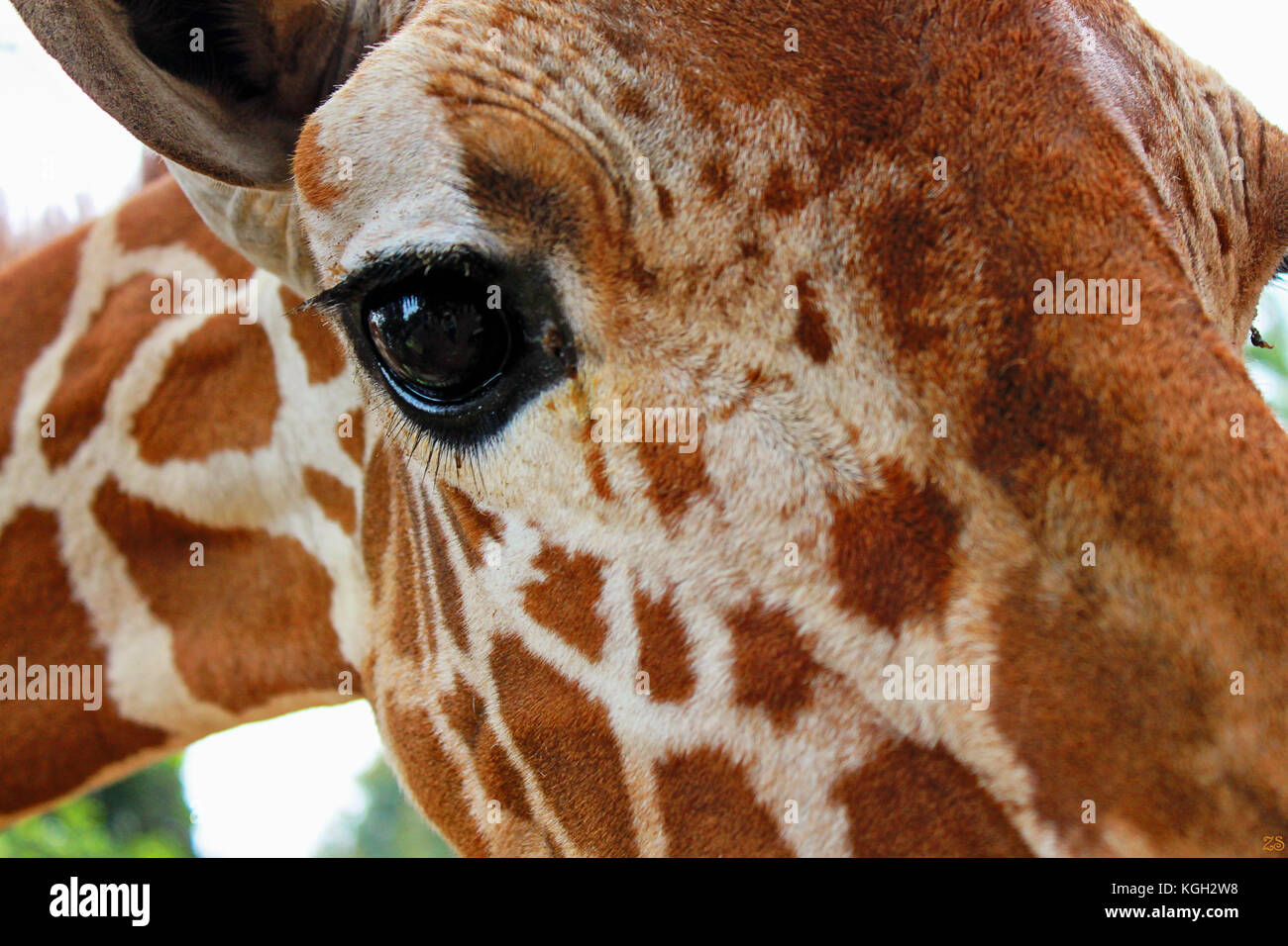 close-up of giraffe head with focus on eye, isolated Stock Photo - Alamy