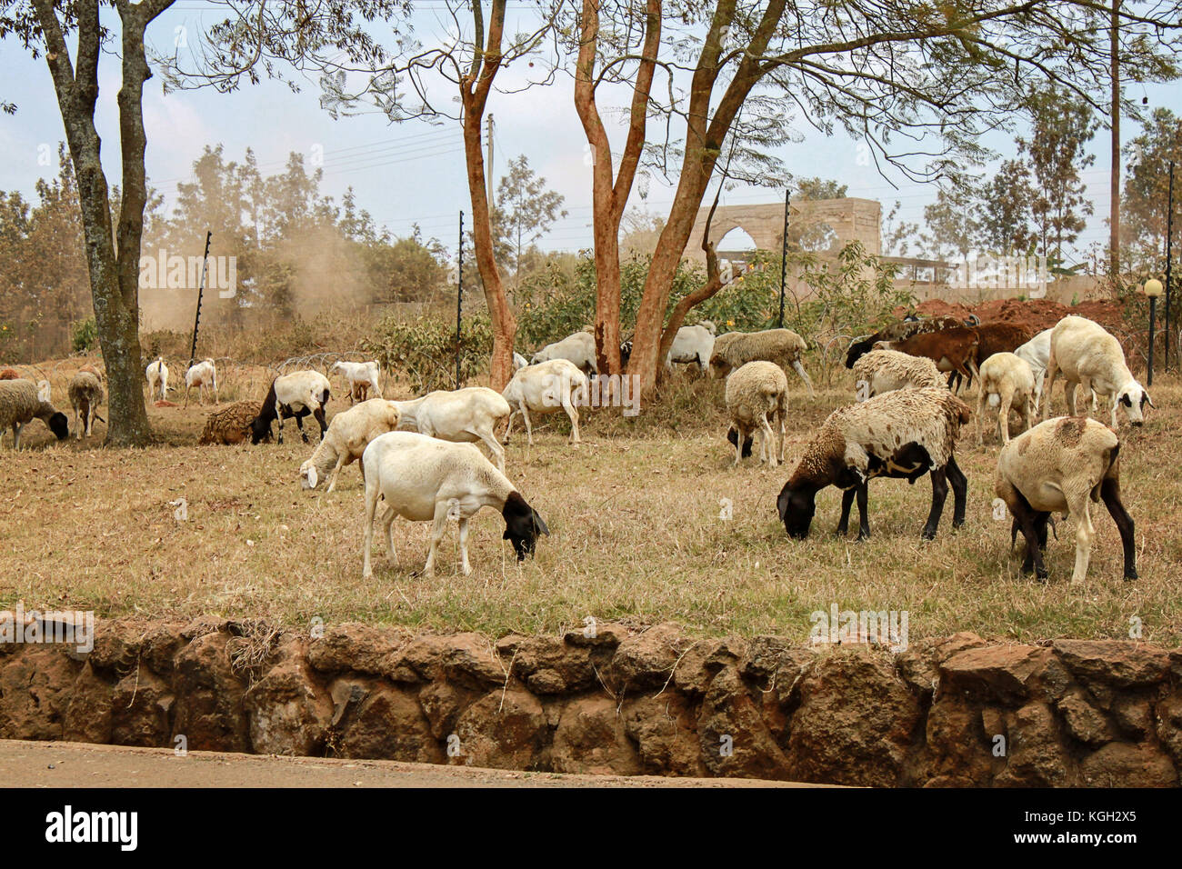 domestic farm animals - herd of goats, sheep and cows graze on the grass by the roadside in ...