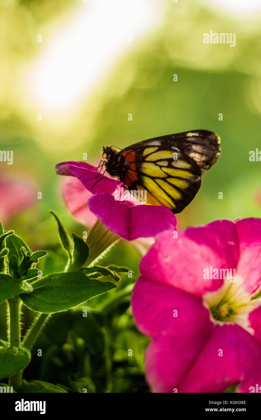 Perched on peach blossom, a butterfly sips nectar and pollinates the ...