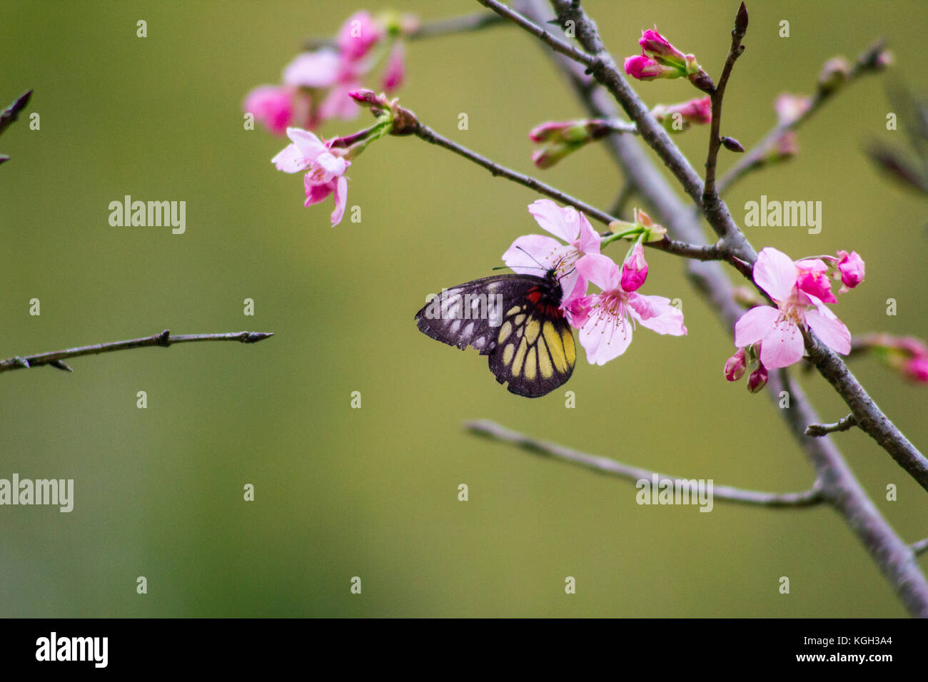Perched on peach blossom, a butterfly sips nectar and pollinates the ...