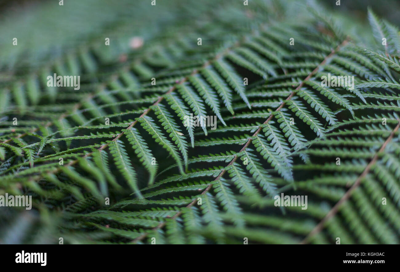 Fern leaf beech hi-res stock photography and images - Alamy