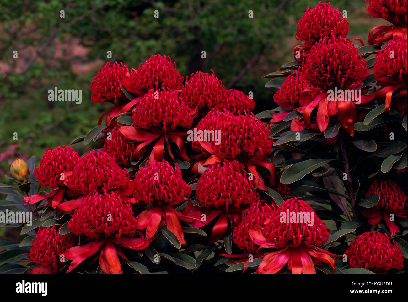 Waratah CV Shady Lady (Telopea speciosissima), State emblem of New ...