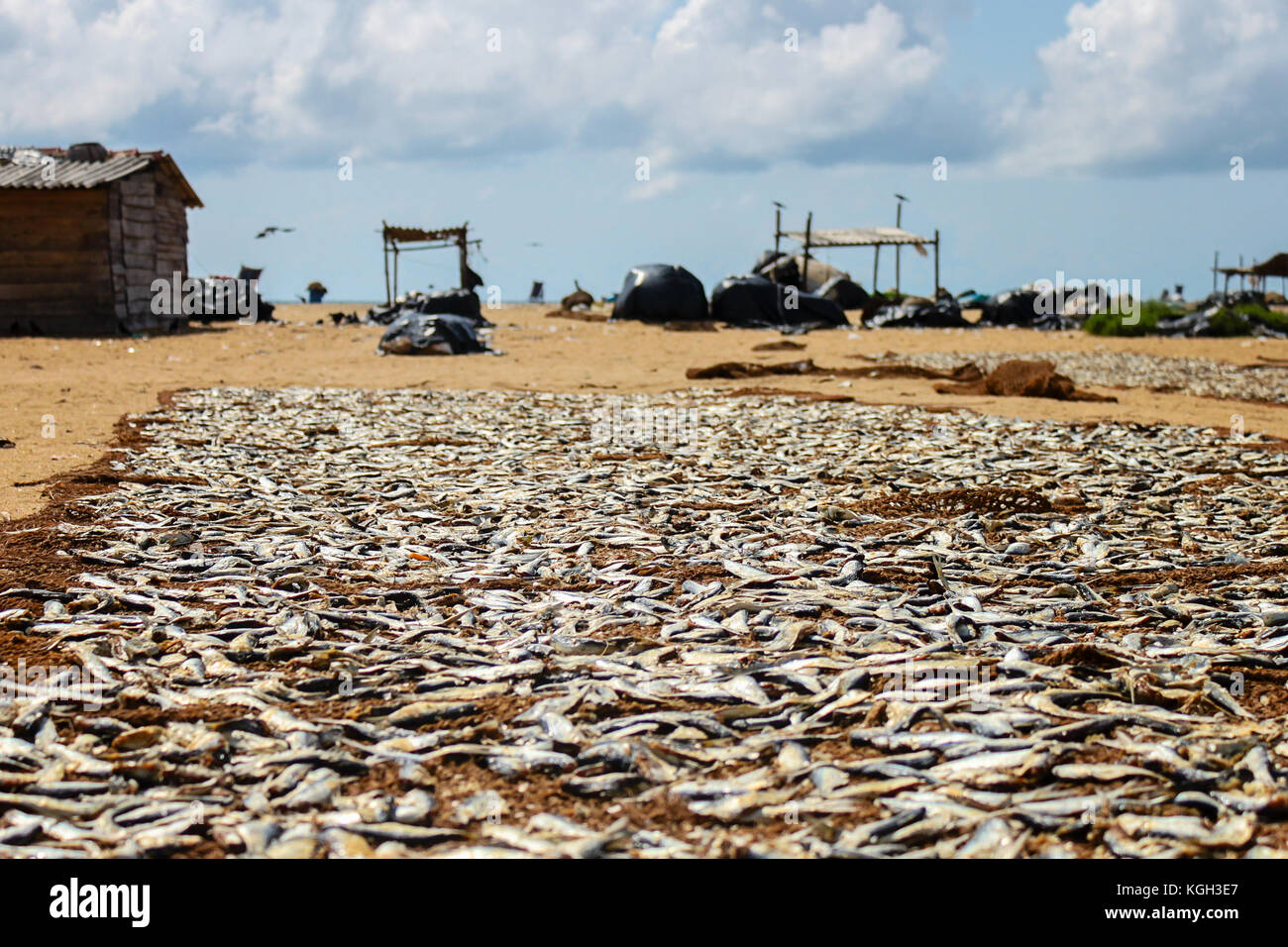 Dried fish on beach sri hi-res stock photography and images - Alamy