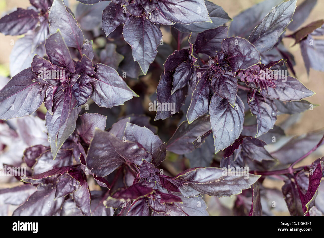 Bright purple basil in the garden. Top view Stock Photo - Alamy