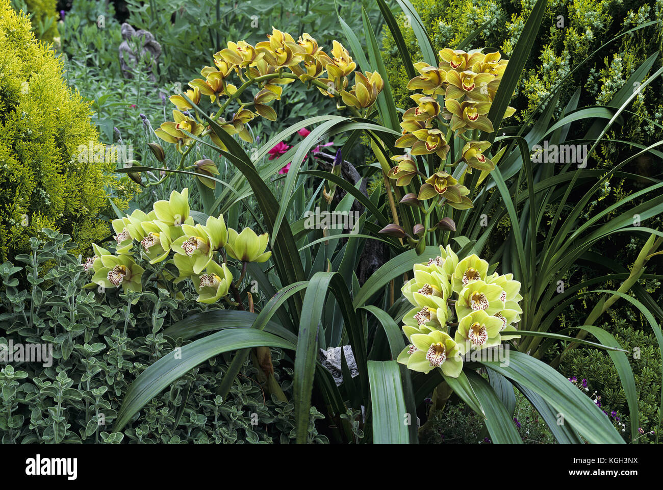Cymbidium cv hi-res stock photography and images - Alamy