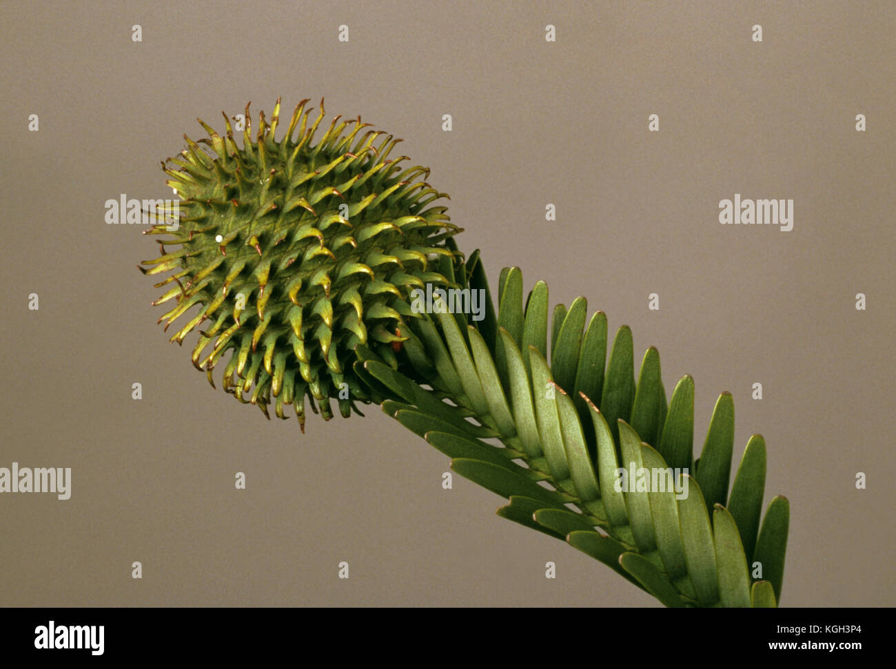 Wollemi pine (Wollemia nobilis), detail of female cone. Wollemi ...