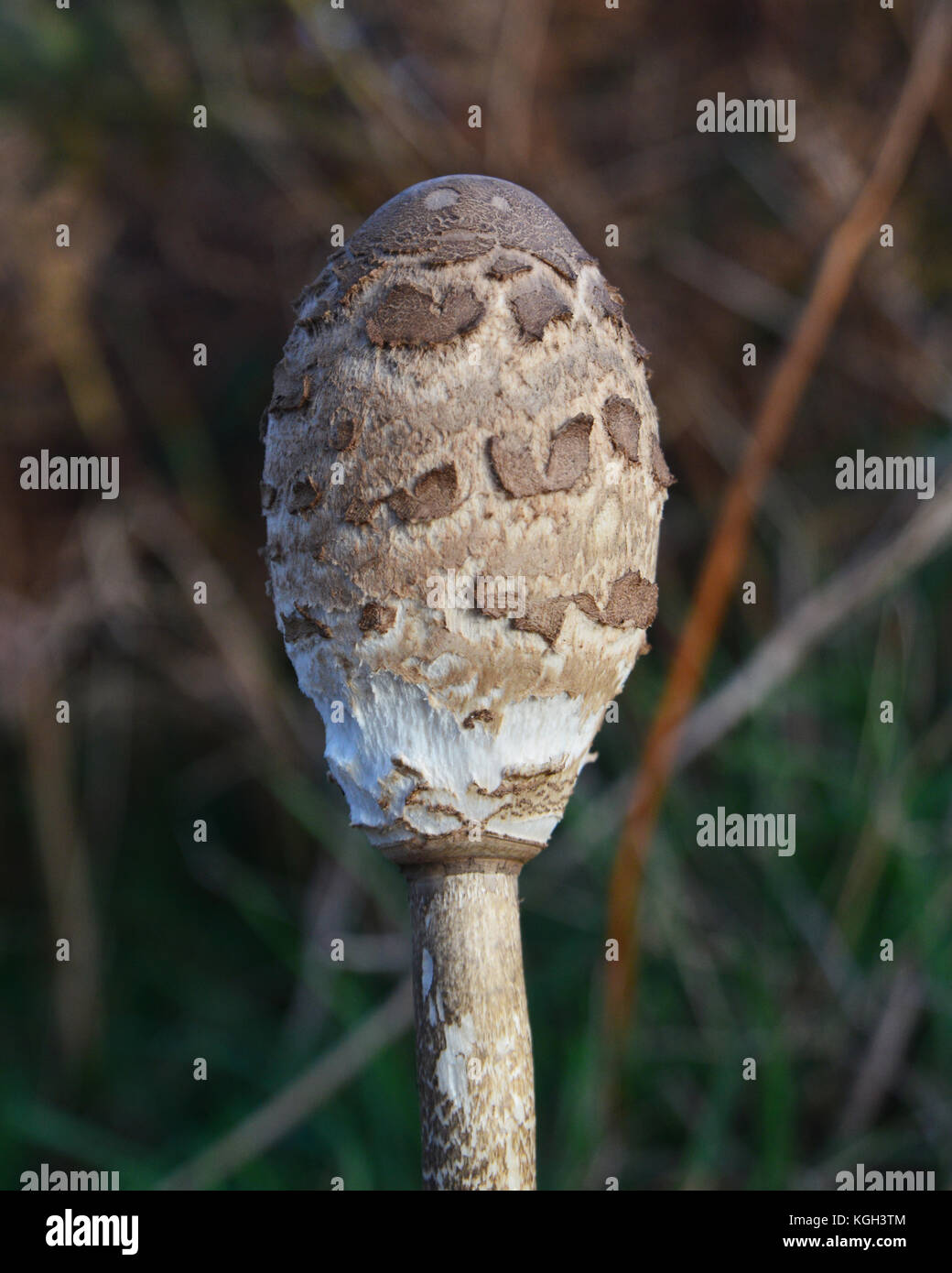 Parasol Mushroom, Macrolepiota procera, A weekend in Suffolk, October ...