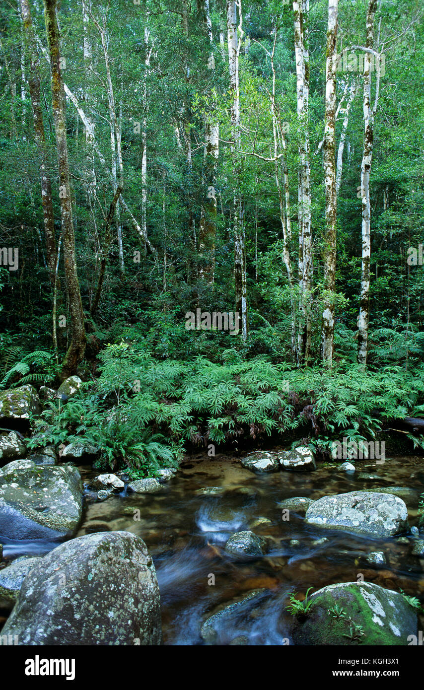 Eastern australia temperate forests hi-res stock photography and images ...