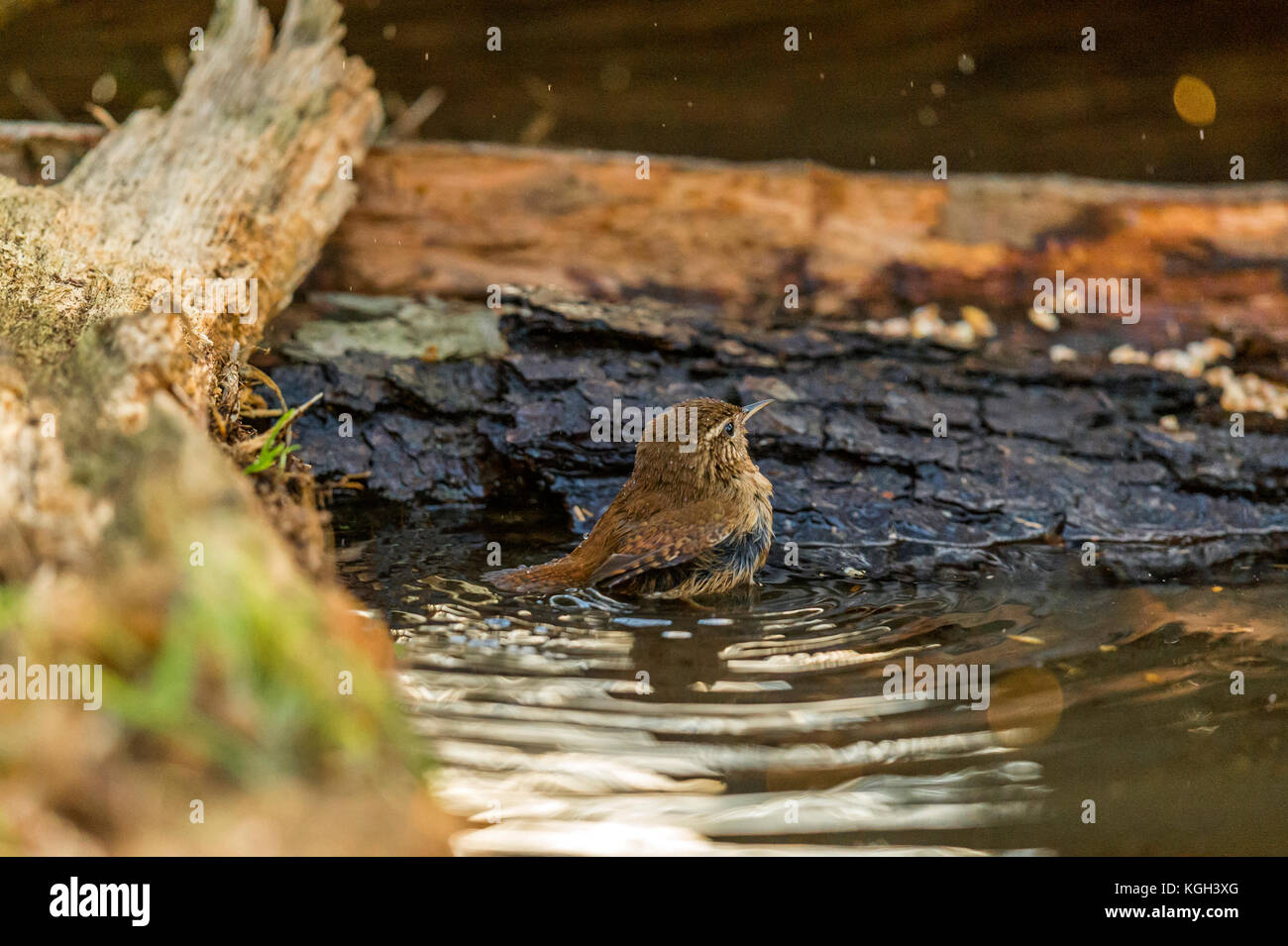 British Wildlife in Natural Habitat. Our National Treasure a beautiful ...