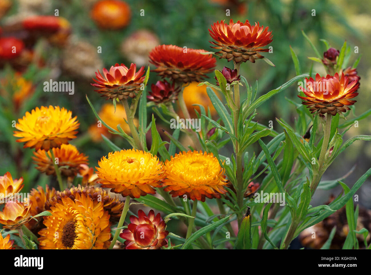 Golden everlasting daisies hi-res stock photography and images - Alamy