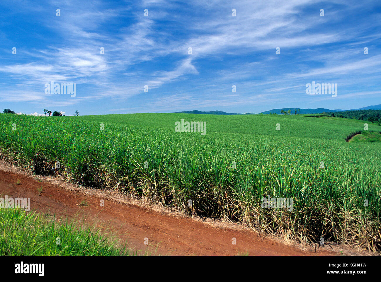 Sugarcane field, North Queensland, Australia Stock Photo - Alamy