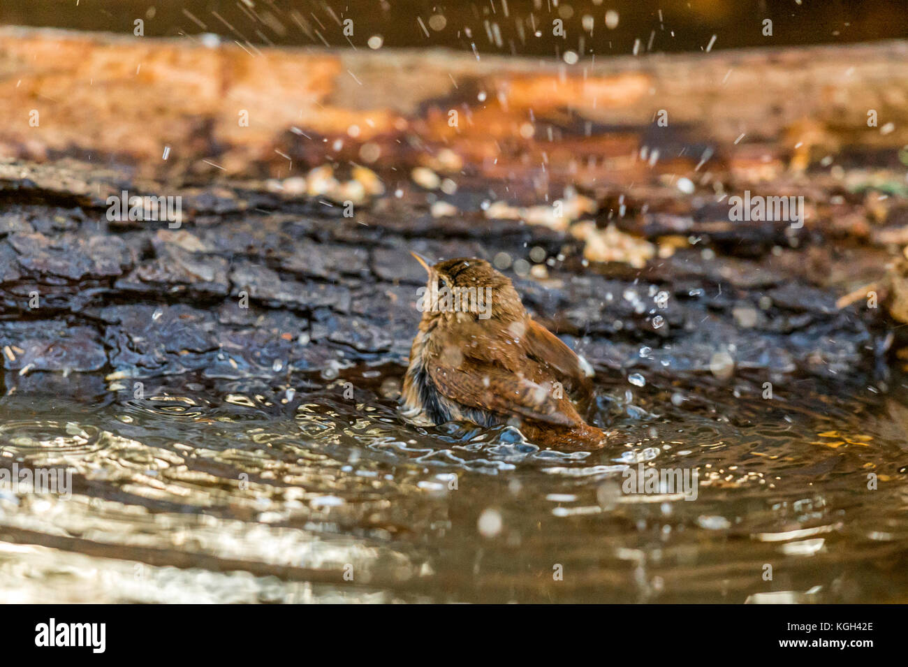British Wildlife in Natural Habitat. Our National Treasure a beautiful ...