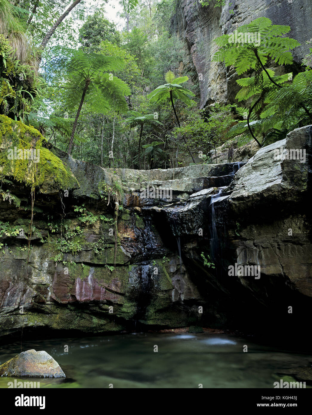 Straw tree ferns hi-res stock photography and images - Alamy