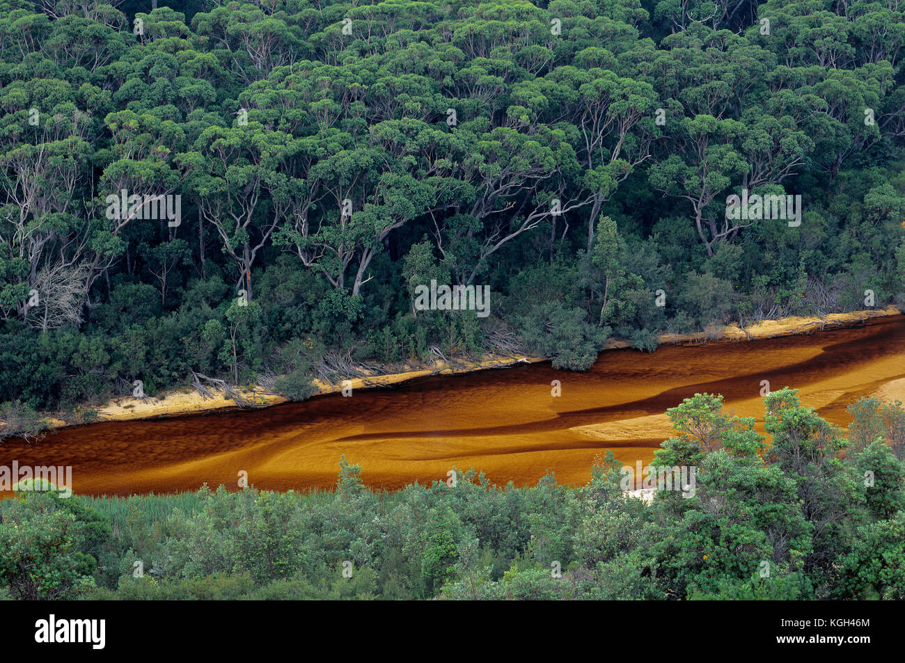 Yellow stringybark (Eucalyptus muelleriana), and Southern mahogany ...