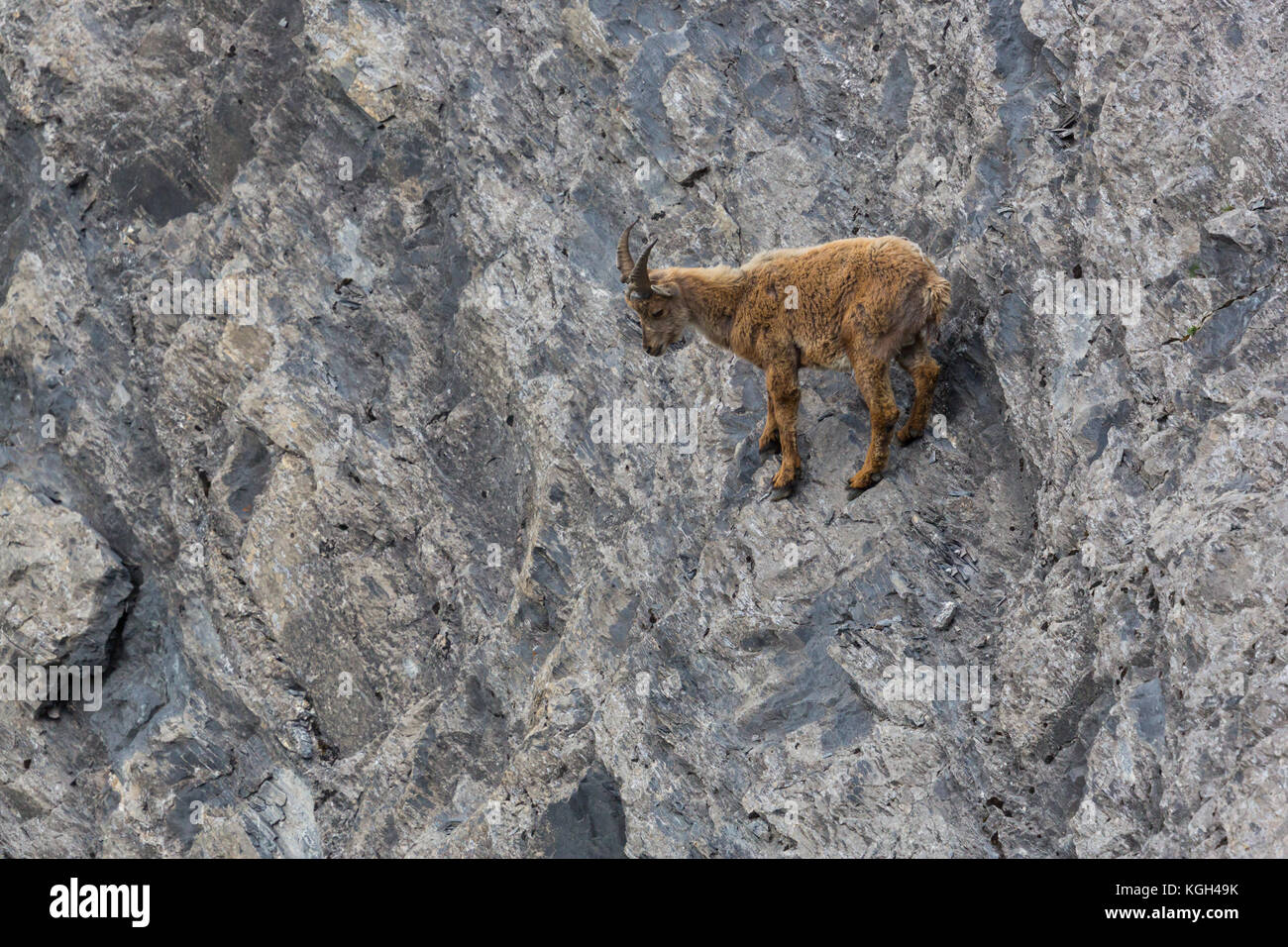young natural baby alpine ibex capricorn standing on cliff Stock Photo ...