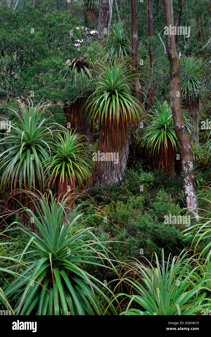 Pandani (Richea pandanifolia), largest heath plant in the world. Mount ...