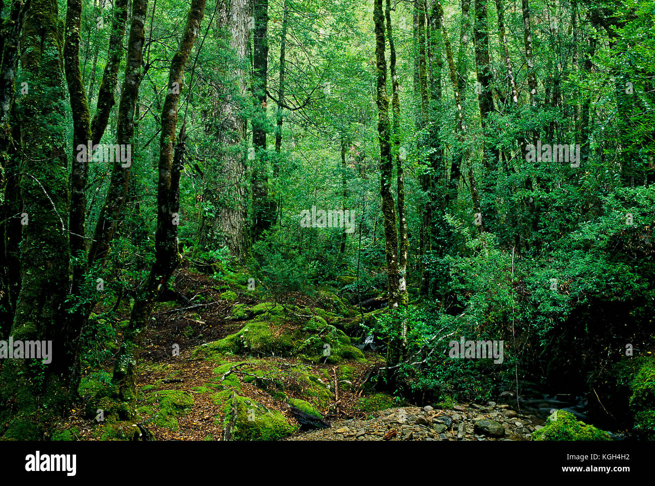 Cool temperate rainforest, near Echo Point, on the Lakeside Walk ...