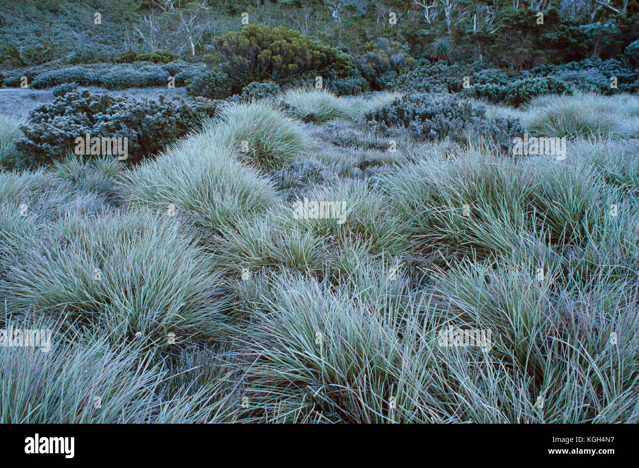 Button grass hi-res stock photography and images - Alamy