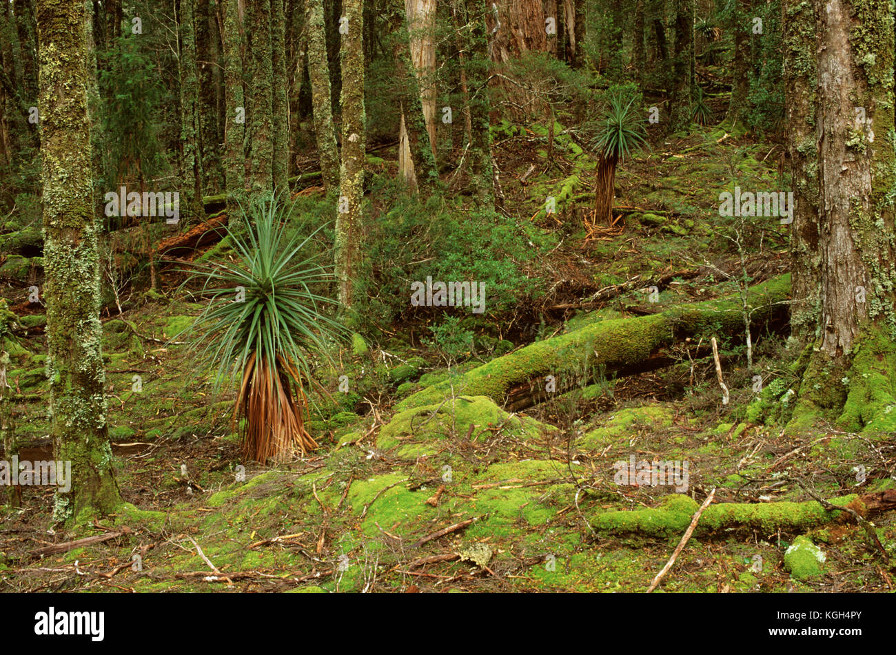 Cool temperate rainforest, in Upper Pine Valley, Du Cane Range. Cradle ...