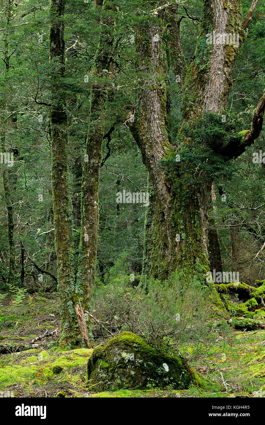 Cool temperate rainforest, in Upper Pine Valley, Du Cane Range. Cradle ...