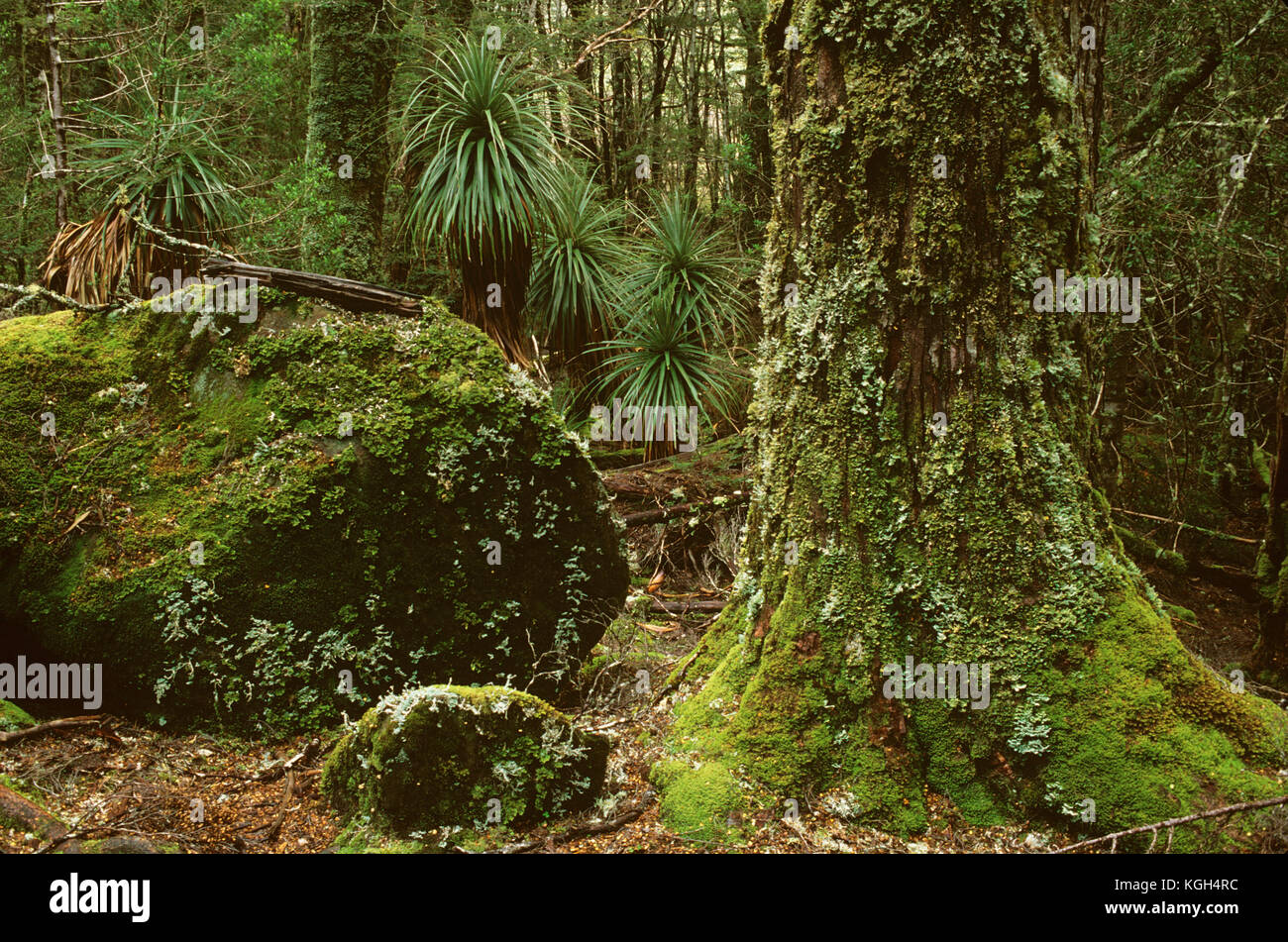 Cool temperate rainforest in Upper Pine Valley, Du Cane Range. Cradle ...