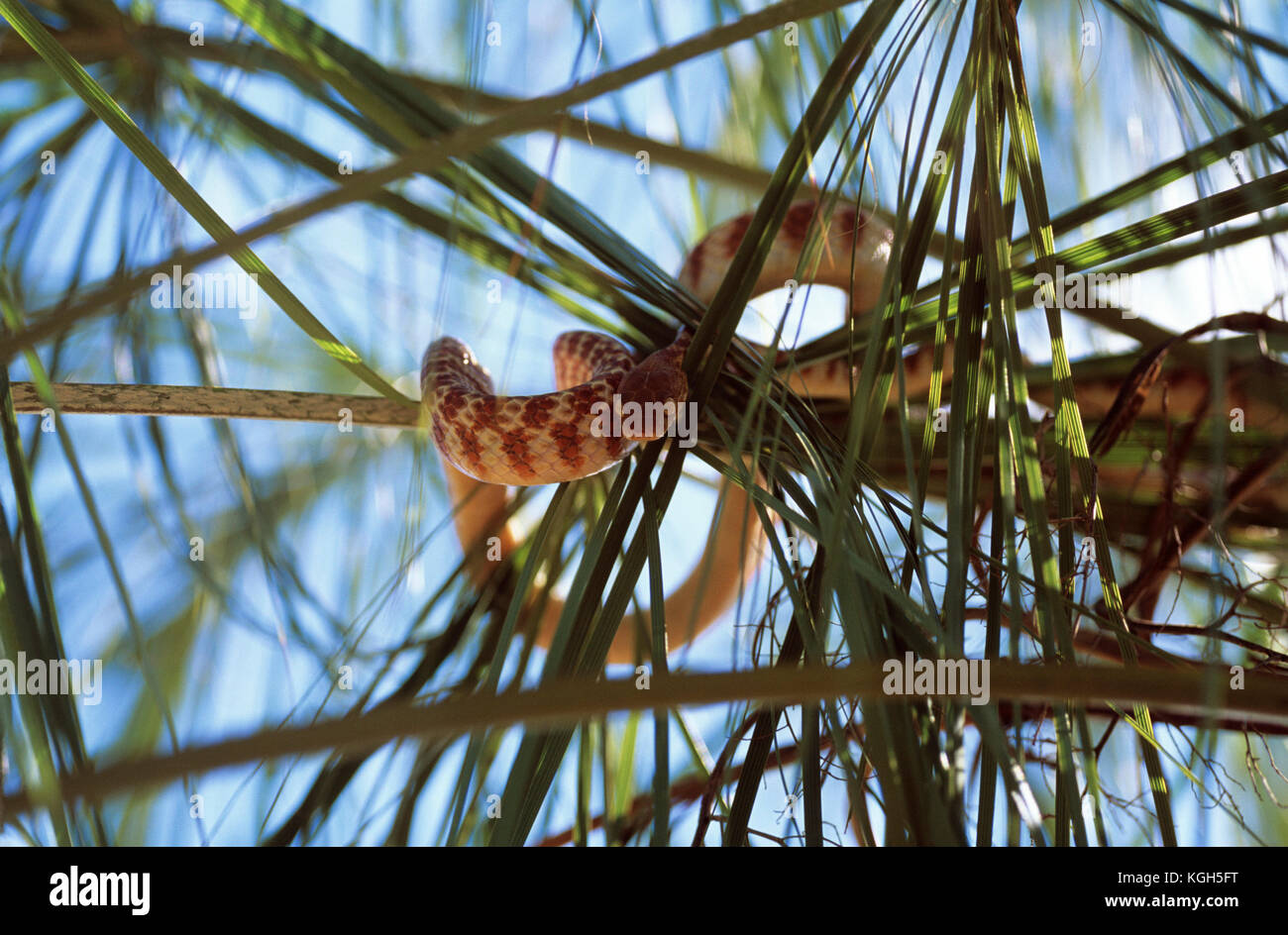 Brown tree snake (Boiga irregularis), North Kimberley region, Western ...