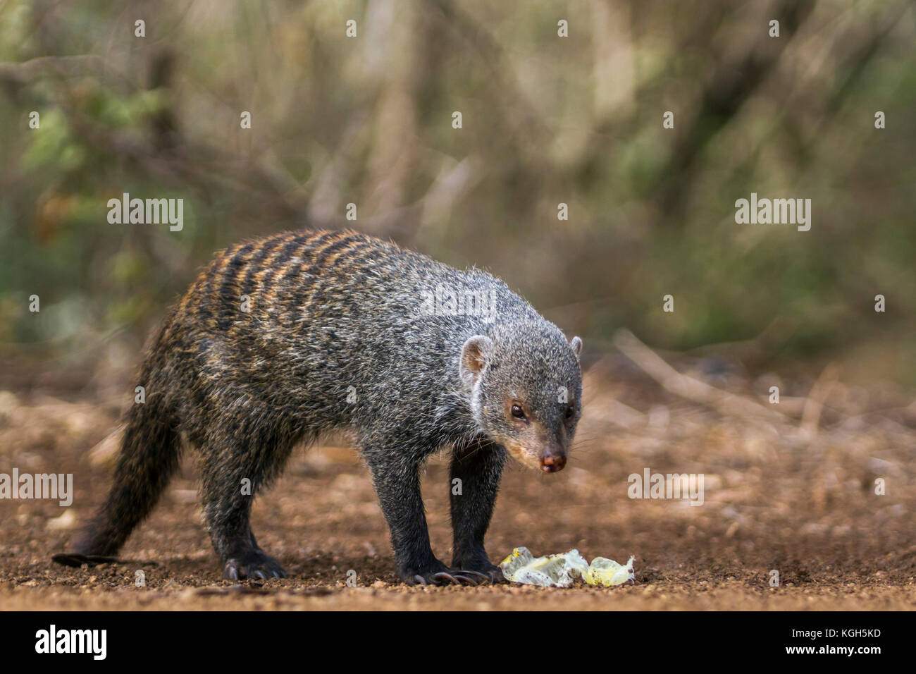 Banded mongoose in Kruger national park, South Africa ; Specie Mungos ...