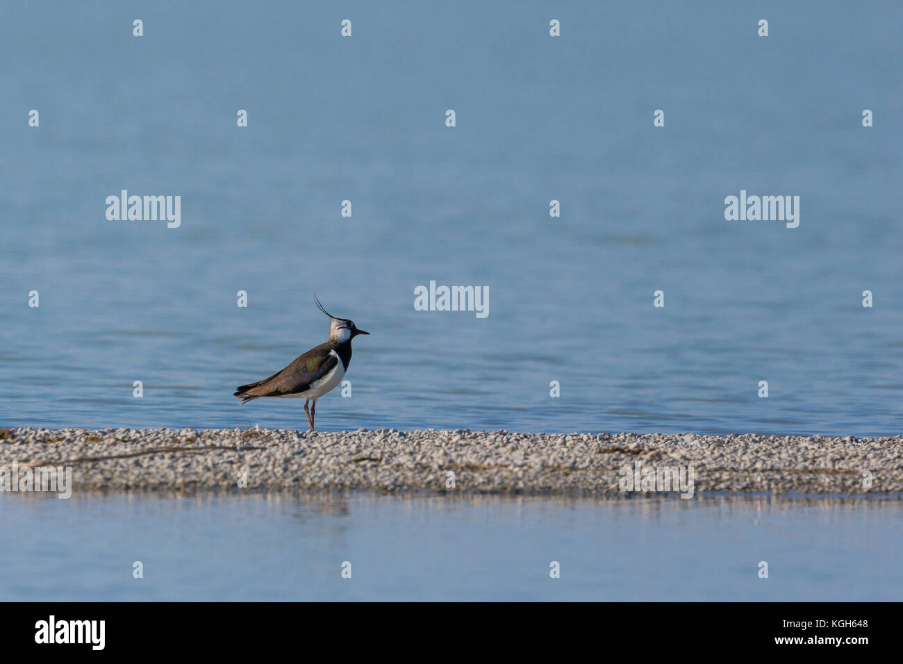 Peewit bird hi-res stock photography and images - Alamy