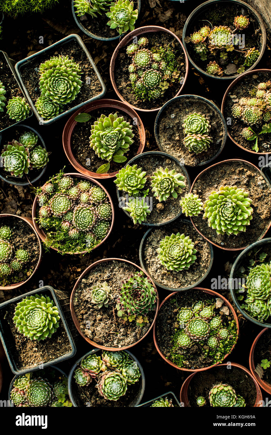 The Succulents sale Stock Photo - Alamy