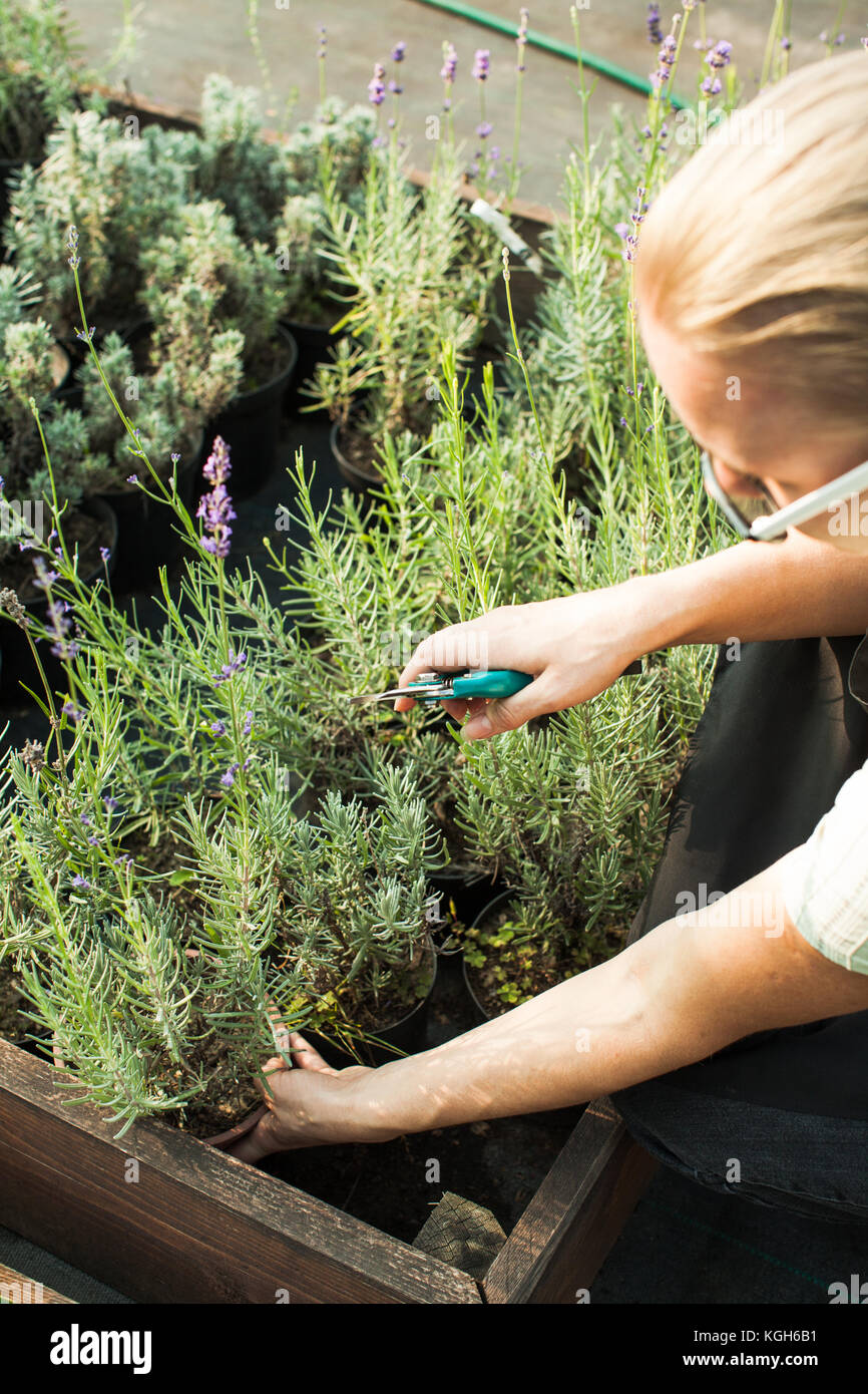 Cutting seedlings in a pot Stock Photo - Alamy
