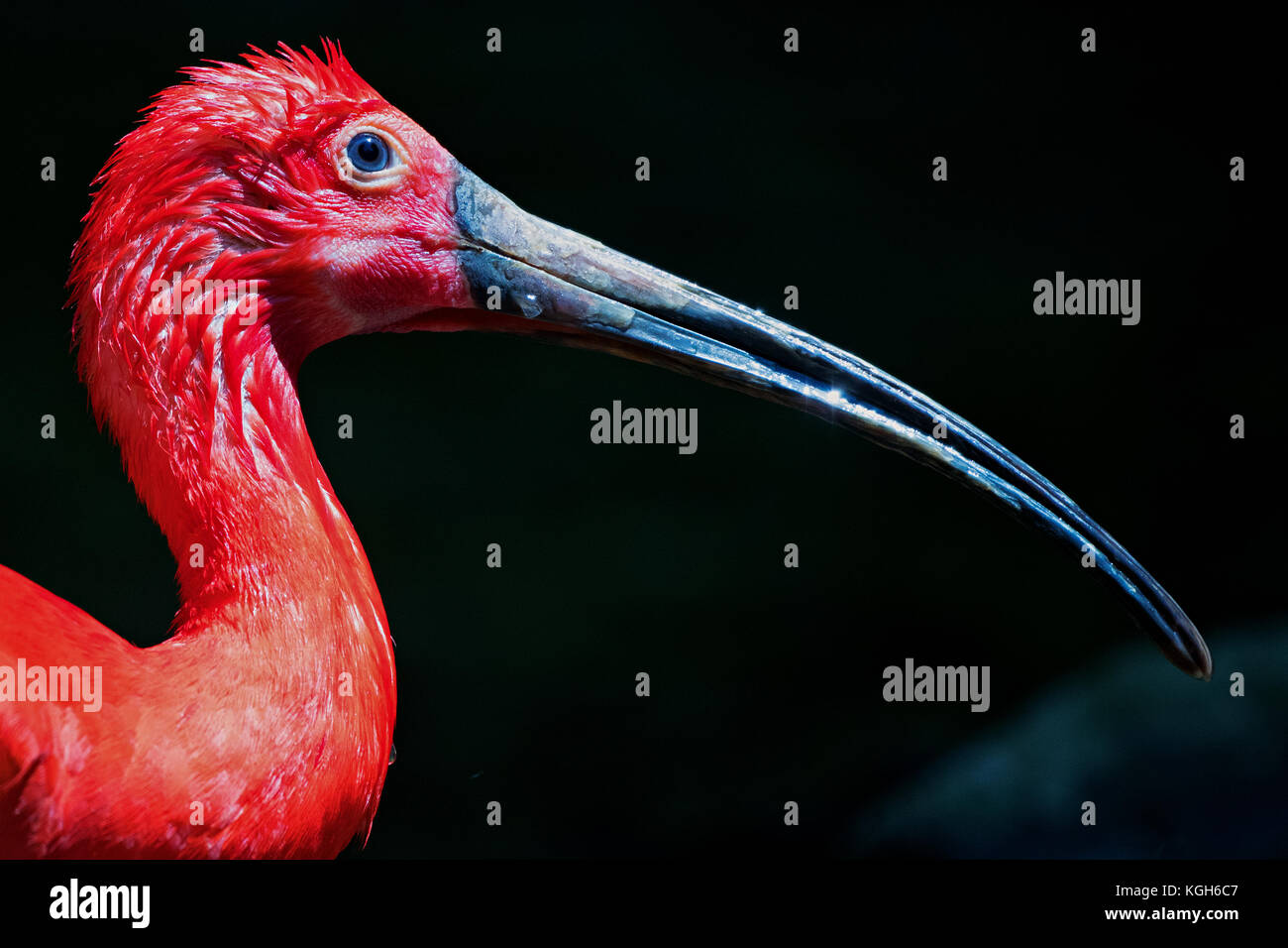 Red Ibis Munich Zoo Series Stock Photo - Alamy