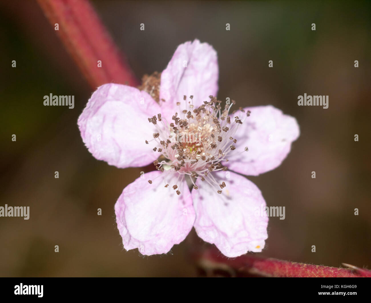 pink small bramble flower up close detail macro; essex; england; uk ...