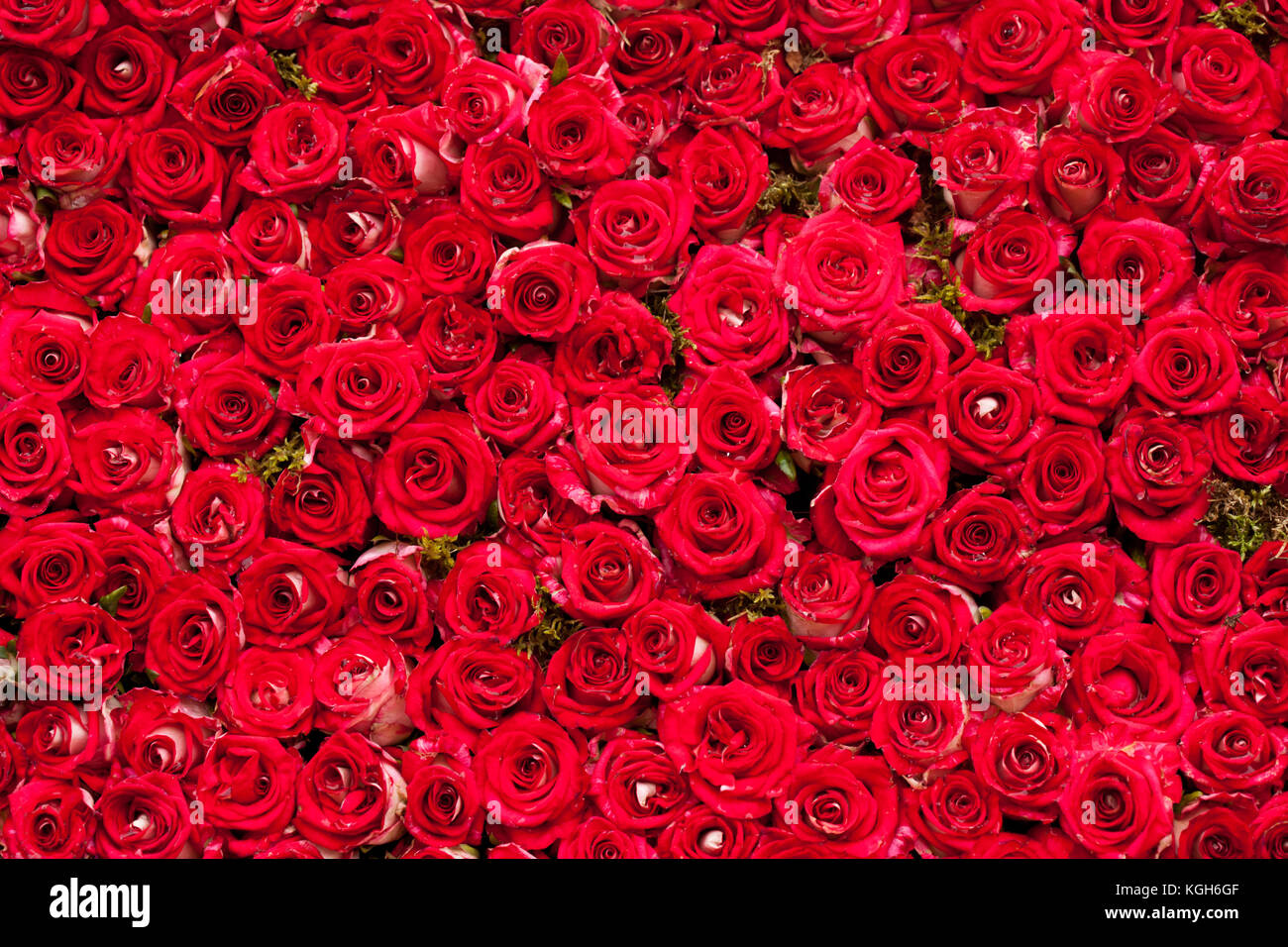 Red roses background Stock Photo - Alamy