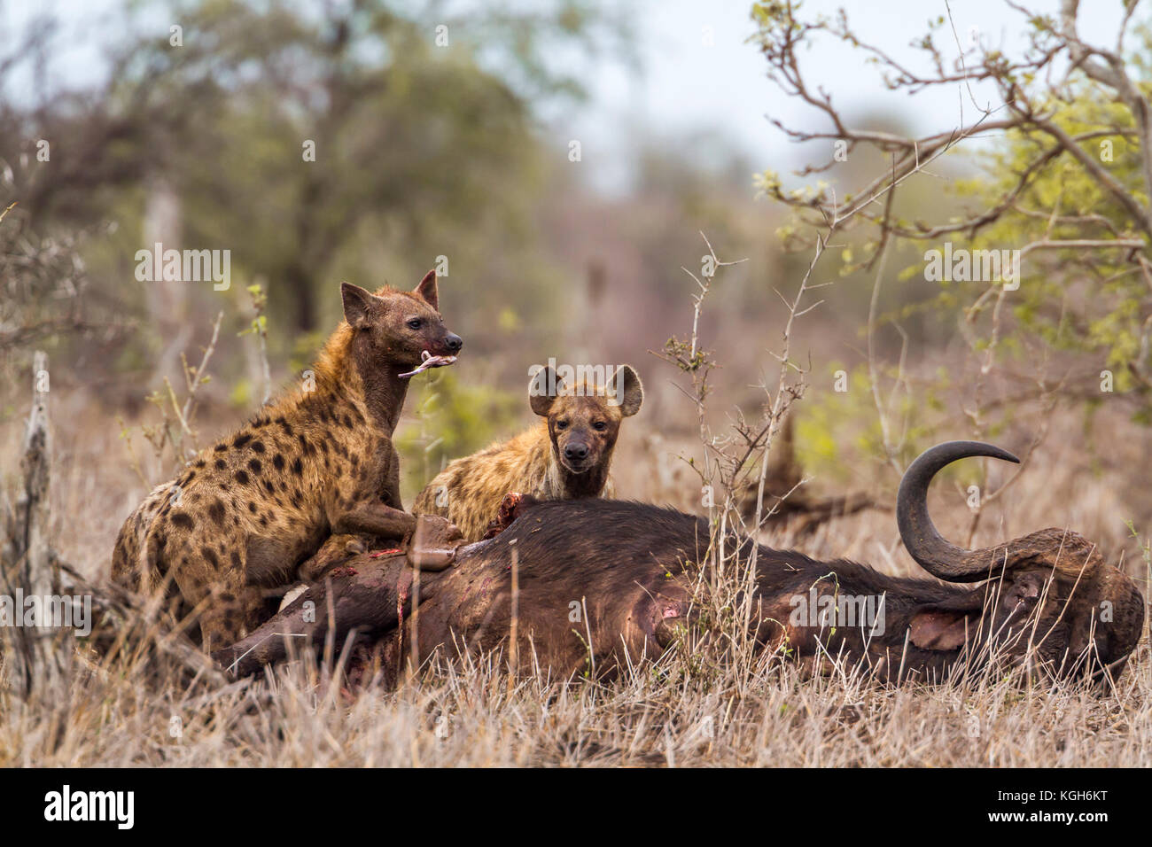 Spotted hyena in Kruger national park, South Africa ; Specie Crocuta ...