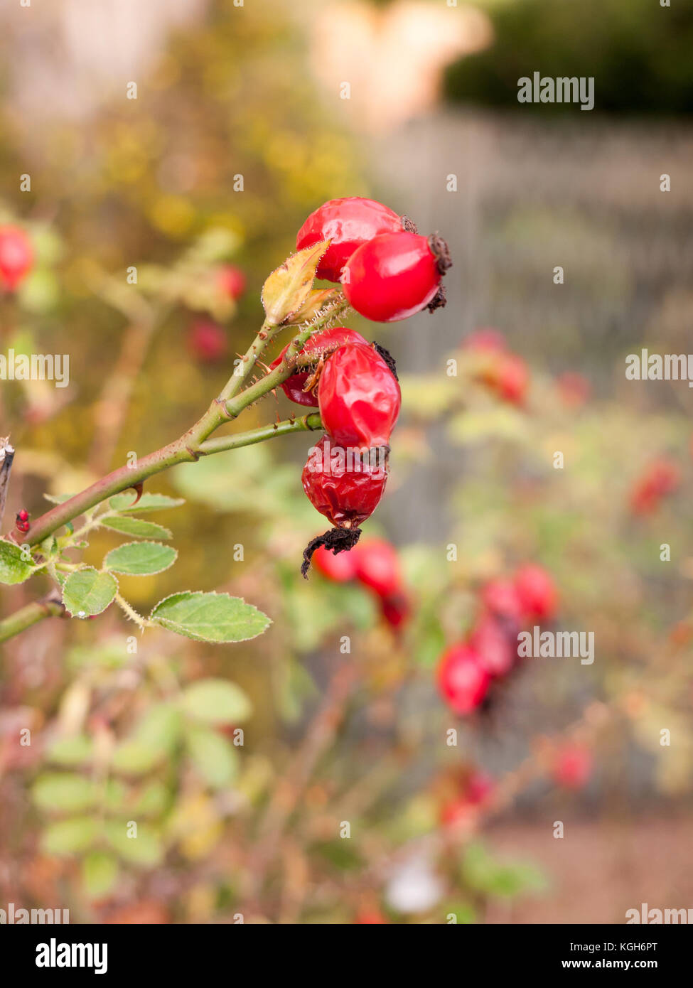 close up red rose hips autumn berries ripe dry; essex; england; uk ...