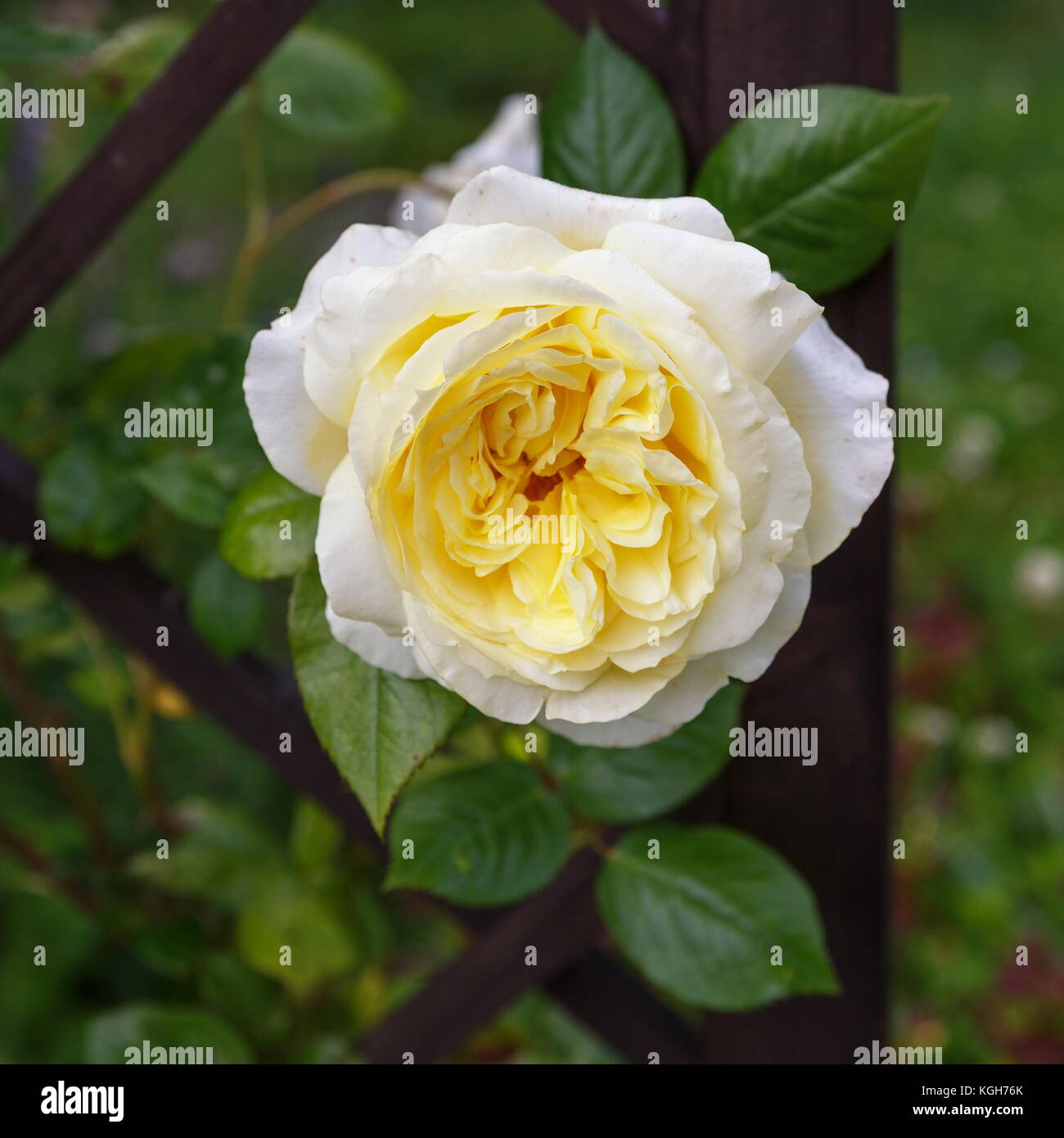 Beautiful white rose in a garden Stock Photo - Alamy