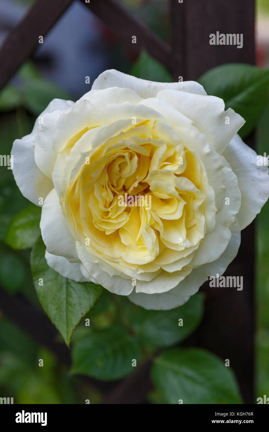 Beautiful white rose in a garden Stock Photo - Alamy