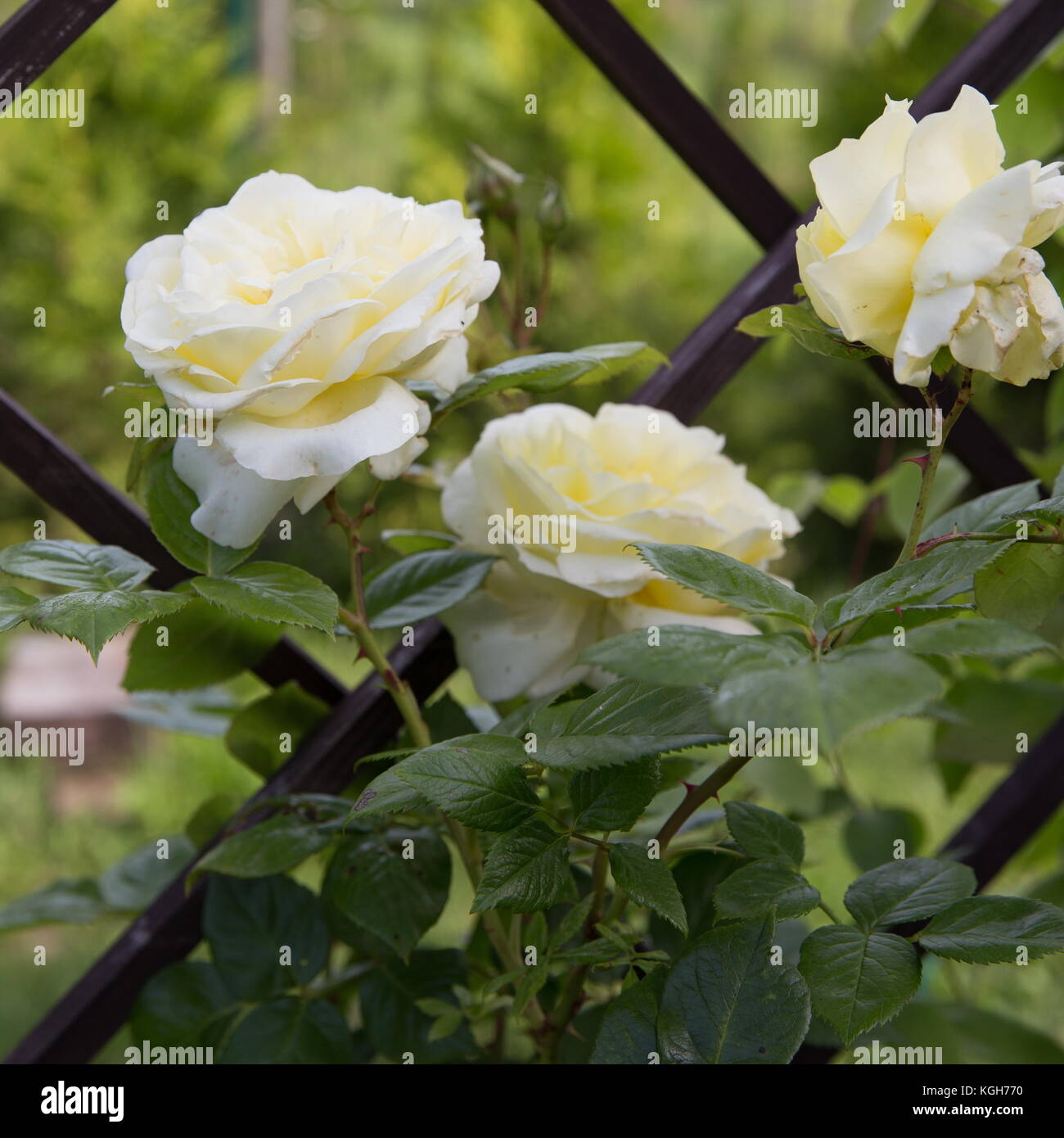Beautiful white rose in a garden Stock Photo - Alamy