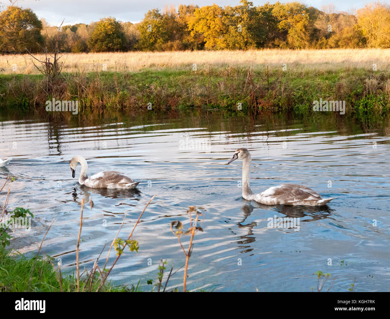 beautiful group of swans and cyngets swimming down river Dedham nature ...