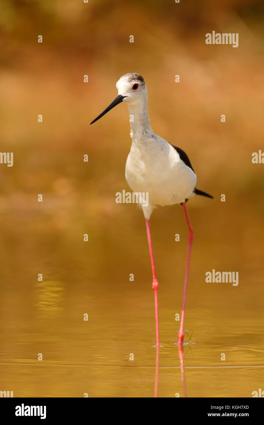 Stilt in a pond looking for food in Spain Stock Photo - Alamy