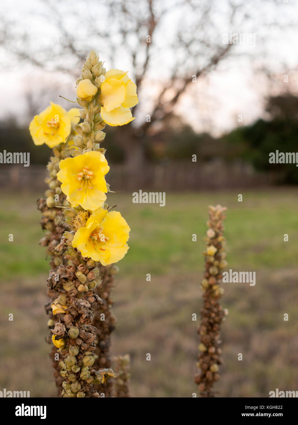 beautiful yellow small flowers close up budding outside; essex; england ...